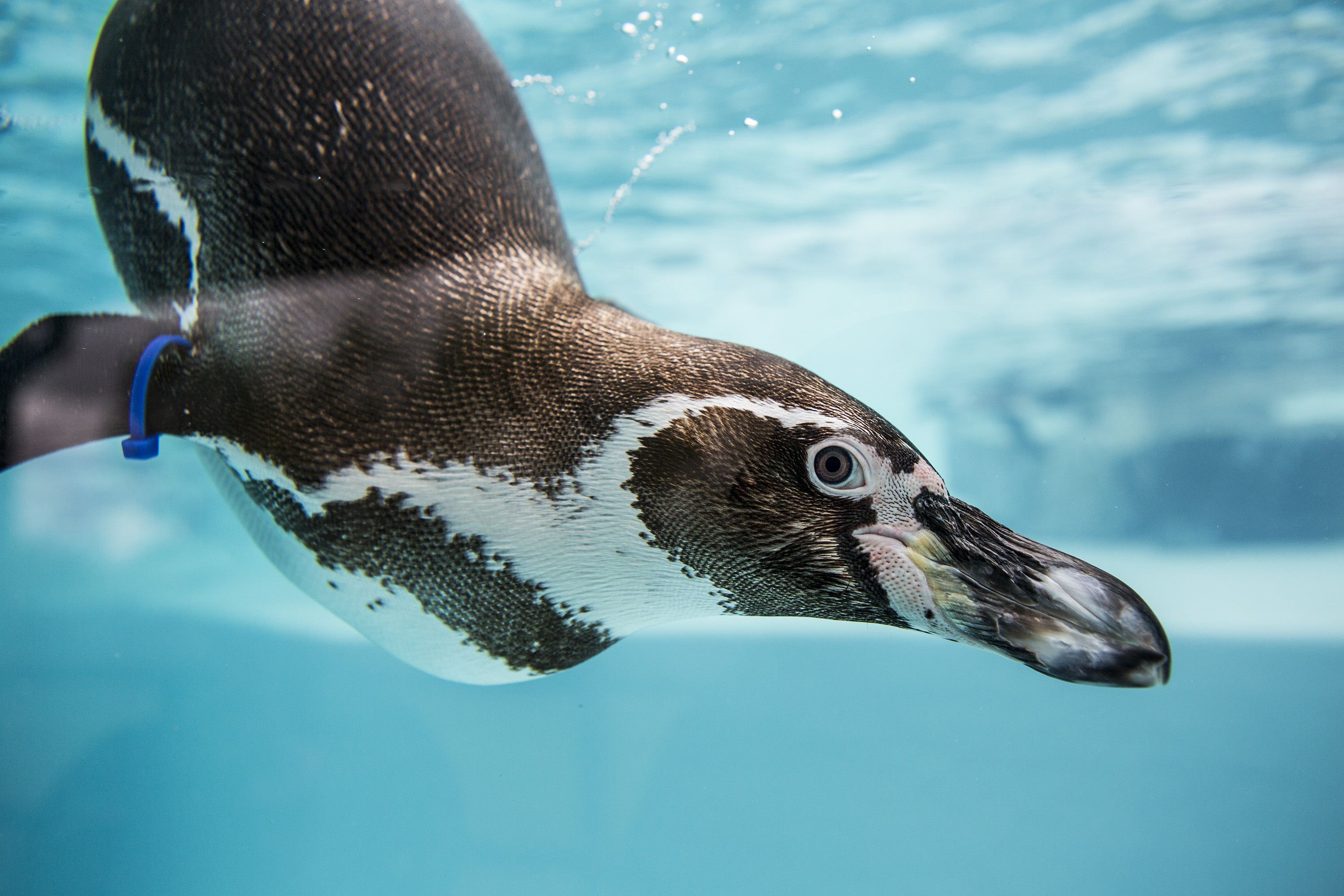 Penguin Webcam • Watch the Penguins Live on Folly Farm's Penguin Cam