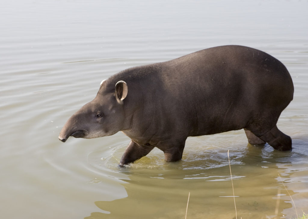 Lowland Tapir • Fun Facts and Information For Kids