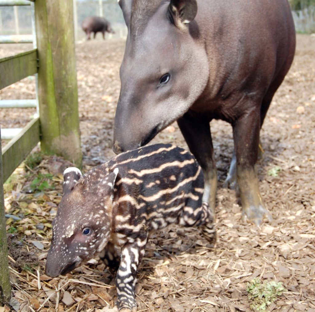 Lowland Tapir • Fun Facts and Information For Kids