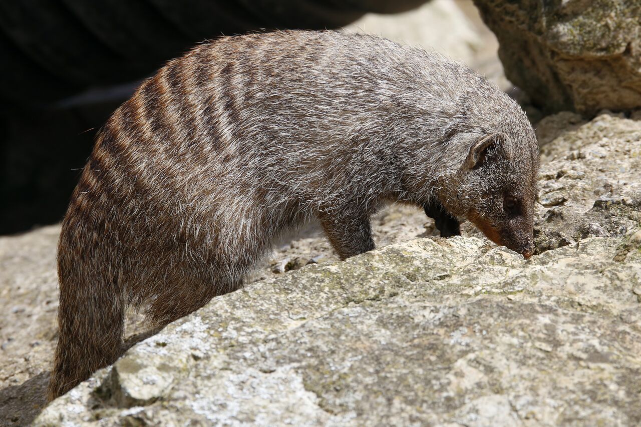Banded Mongoose