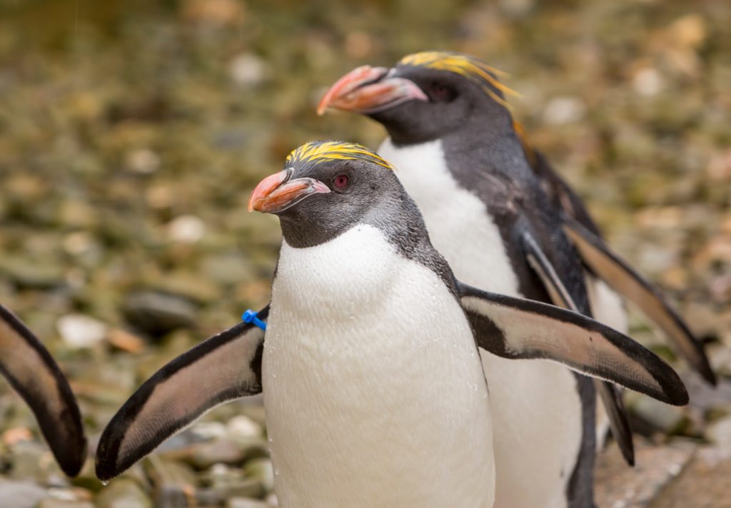 Macaroni Penguins • Fun Facts and Information For Kids