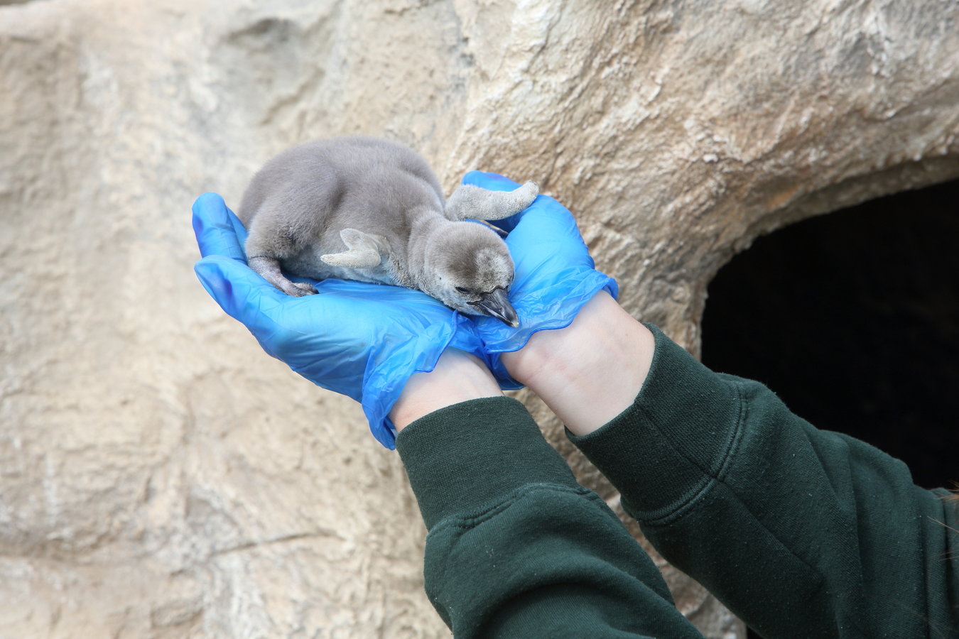 Folly Farm welcomes six penguin chicks • Folly Farm