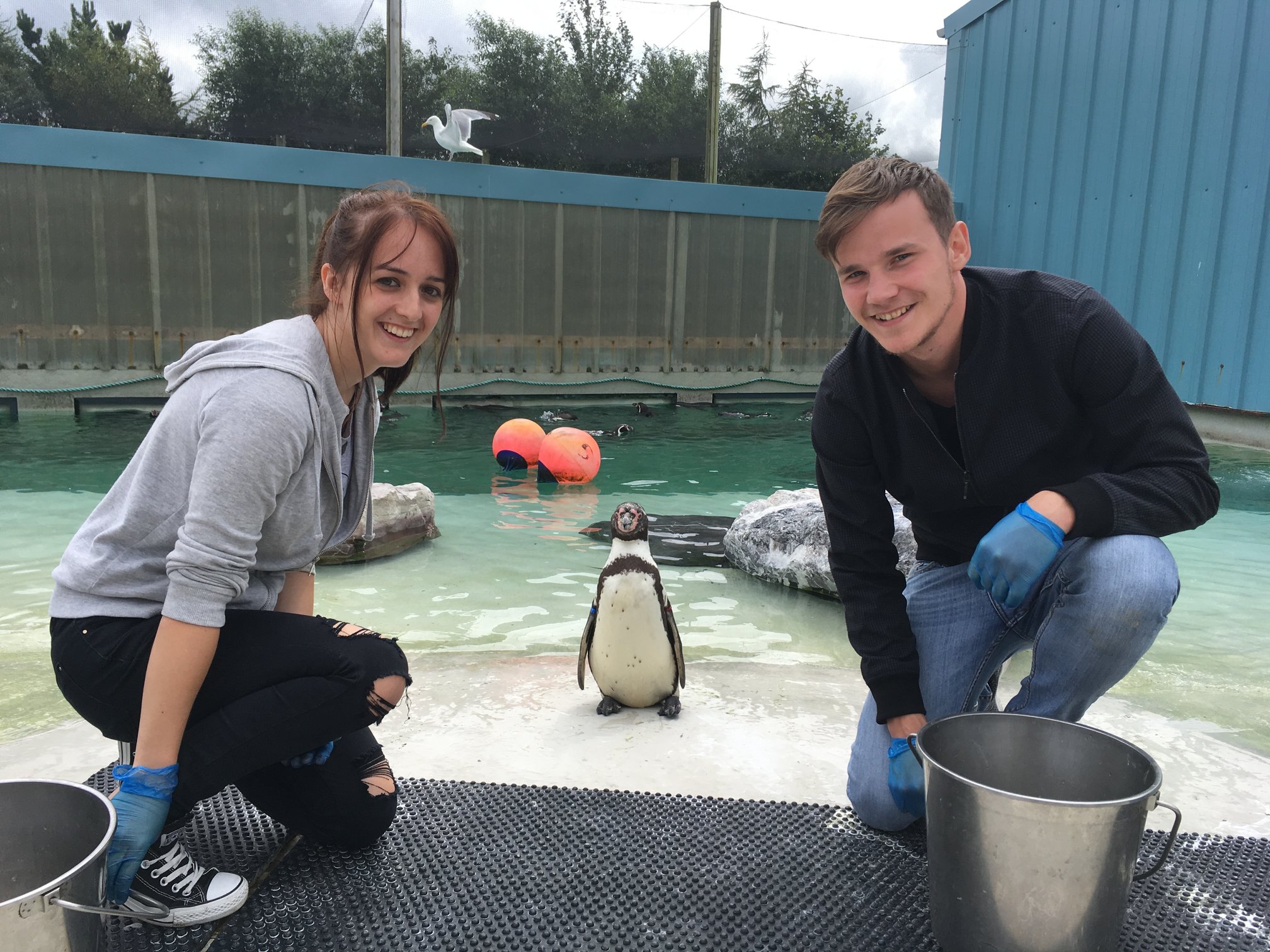 Penguin Experience UK • Feed the Penguins at Folly Farm