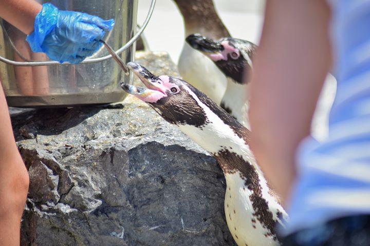Zoo and Farm Animal Experiences at Folly Farm in Wales