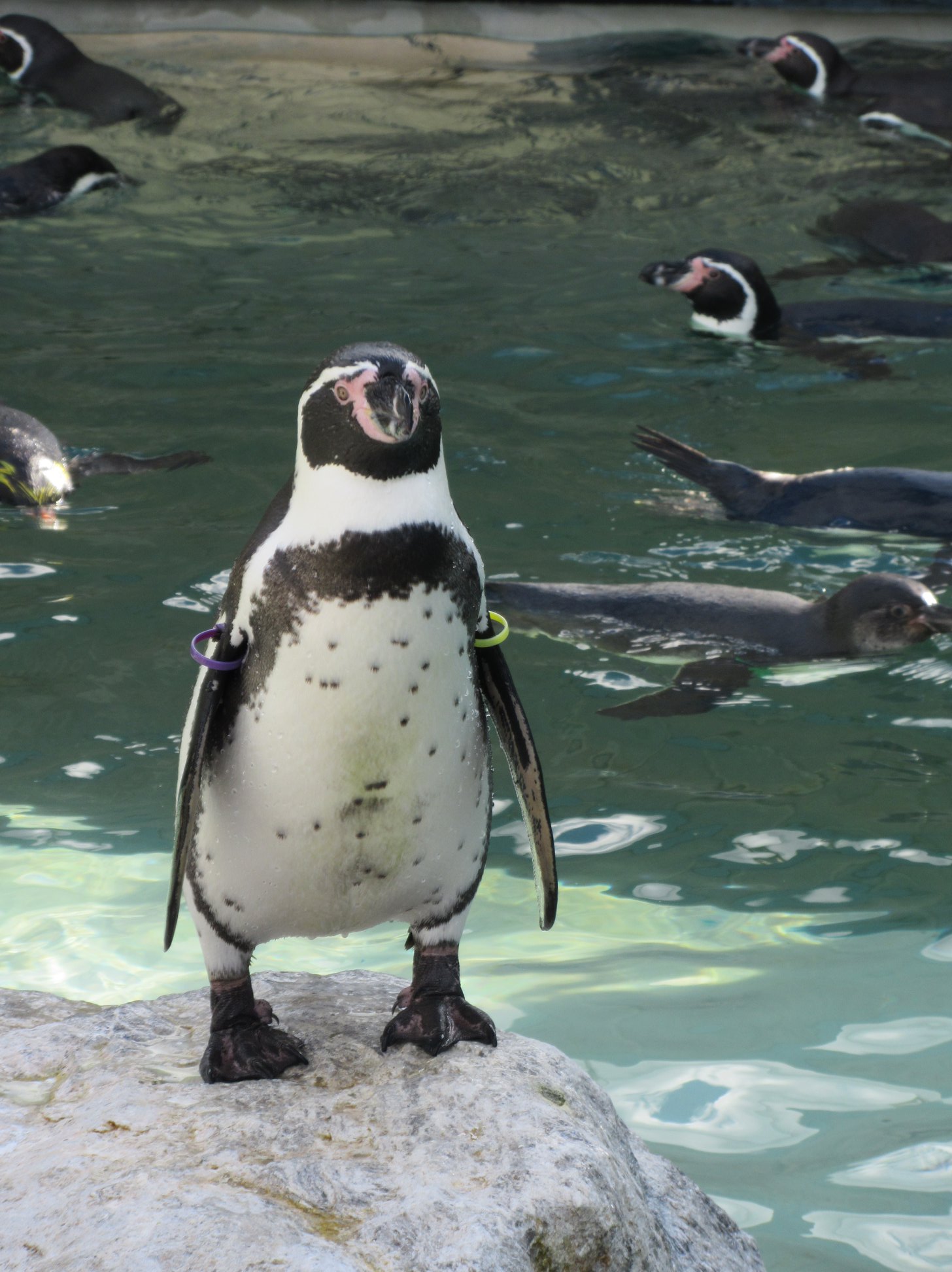 Zoo Webcams & Barn Cam • Live Animal Webcams at Folly Farm