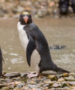 Macaroni Penguins • Fun Facts and Information For Kids