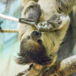 Sloth Facts for Kids • Two Toed Sloths Facts & Information