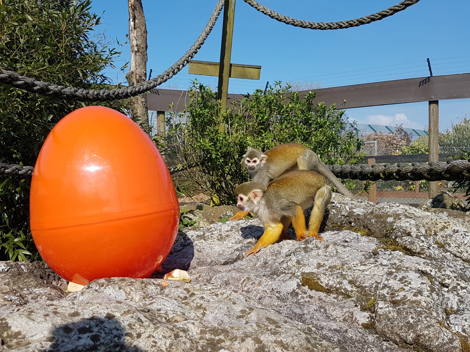 Animals Celebrating Easter • Folly Farm Adventure Park & Zoo