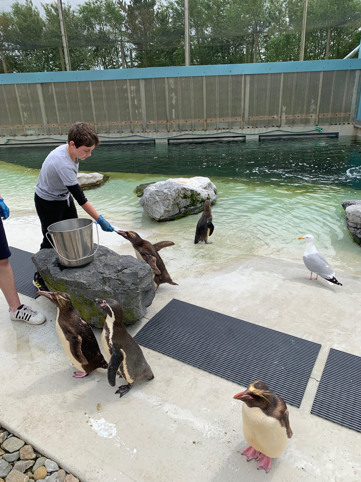 Penguin Experience UK • Feed the Penguins at Folly Farm