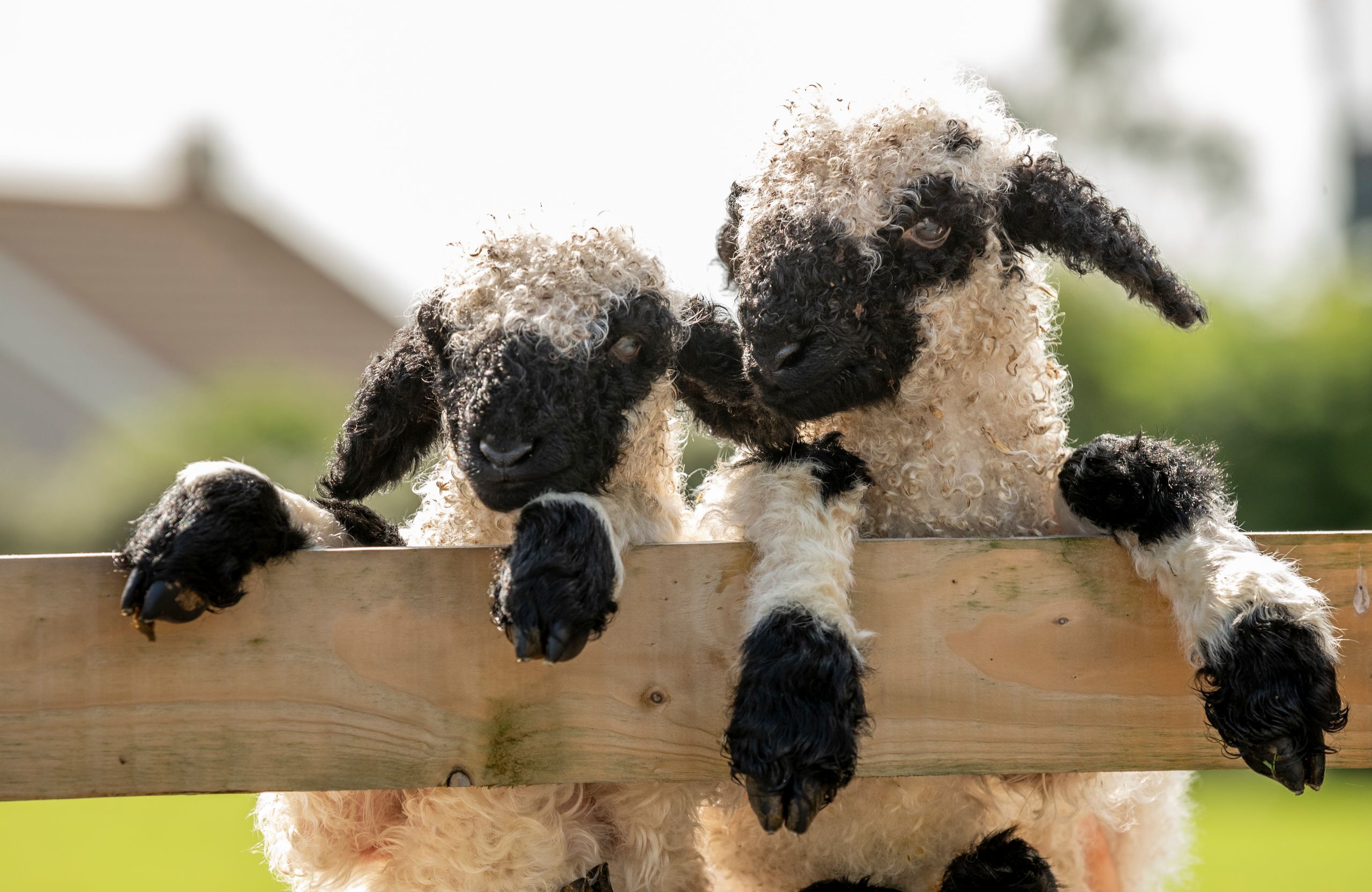 Twin Joy for "World's Cutest Sheep" • Folly Farm Barn Animals