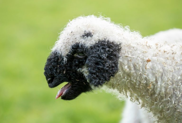 Twin Joy for "World's Cutest Sheep" • Folly Farm Barn Animals