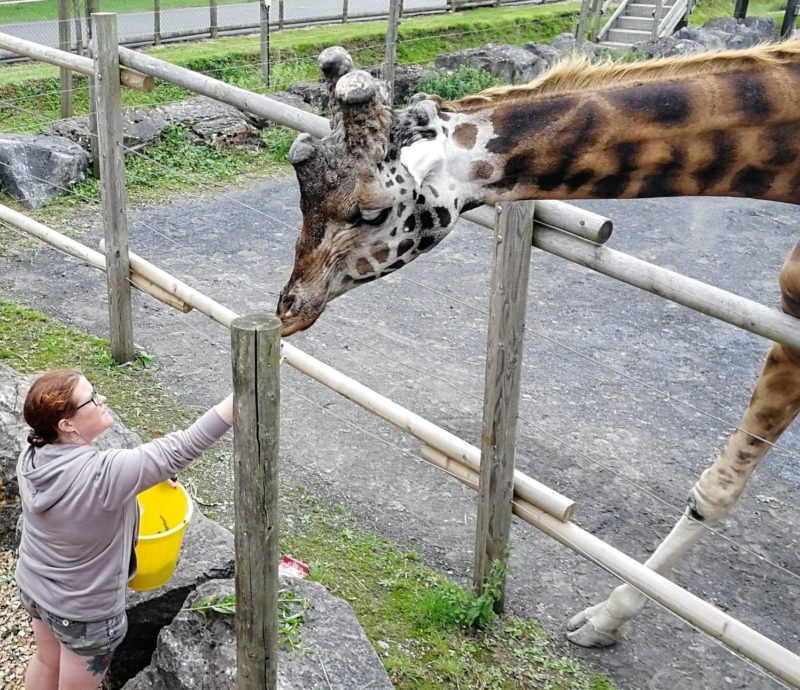 Giraffe Experience UK • Feed Giraffes at Folly Farm