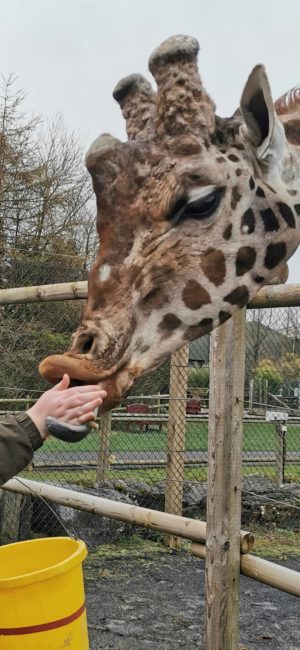 Giraffe Experience UK • Feed Giraffes at Folly Farm