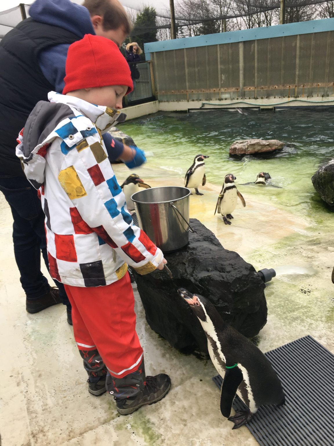 Penguin Experience UK • Feed the Penguins at Folly Farm