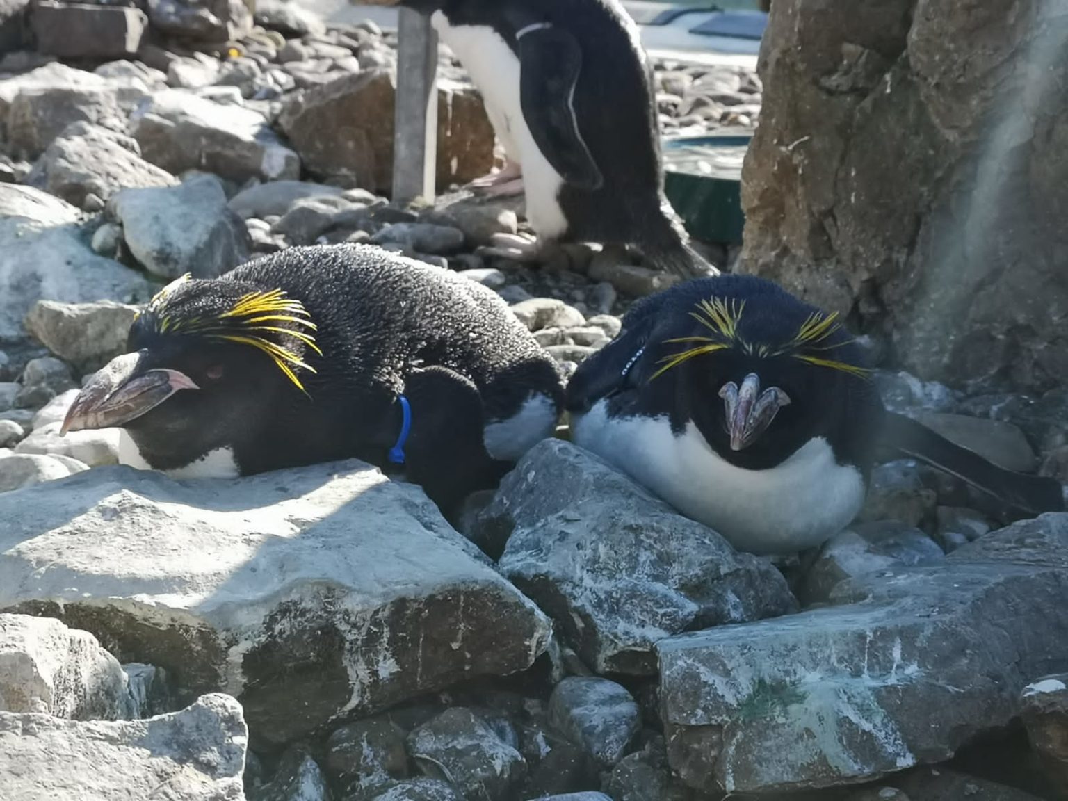 Homeless Penguins Join Penguin Coast • Folly Farm