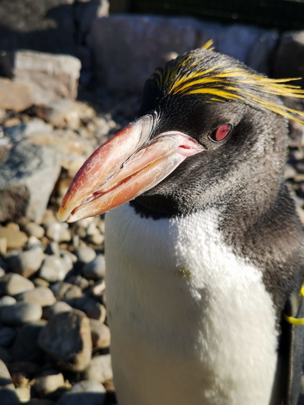 Homeless Penguins Join Penguin Coast • Folly Farm