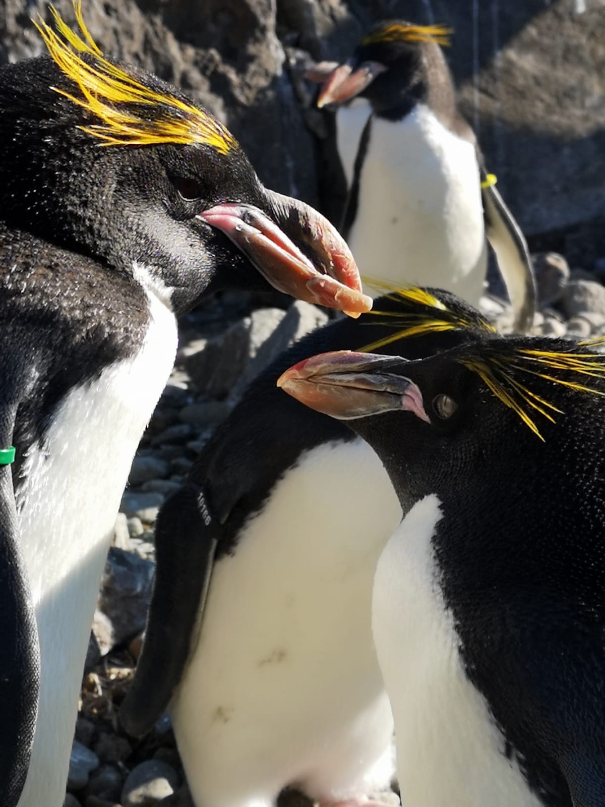 Homeless Penguins Join Penguin Coast • Folly Farm