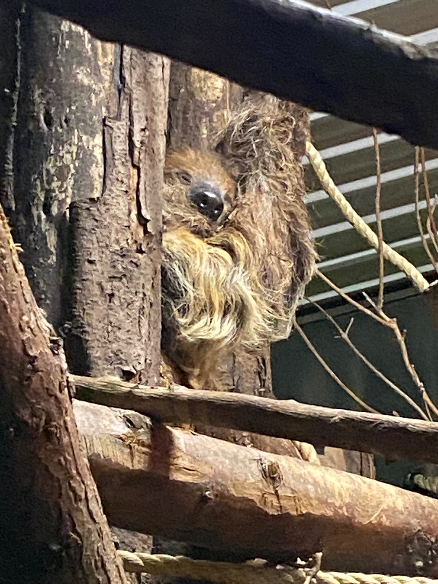 Adopt a Sloth in the UK • Sloth Adoption Gifts • Folly Farm