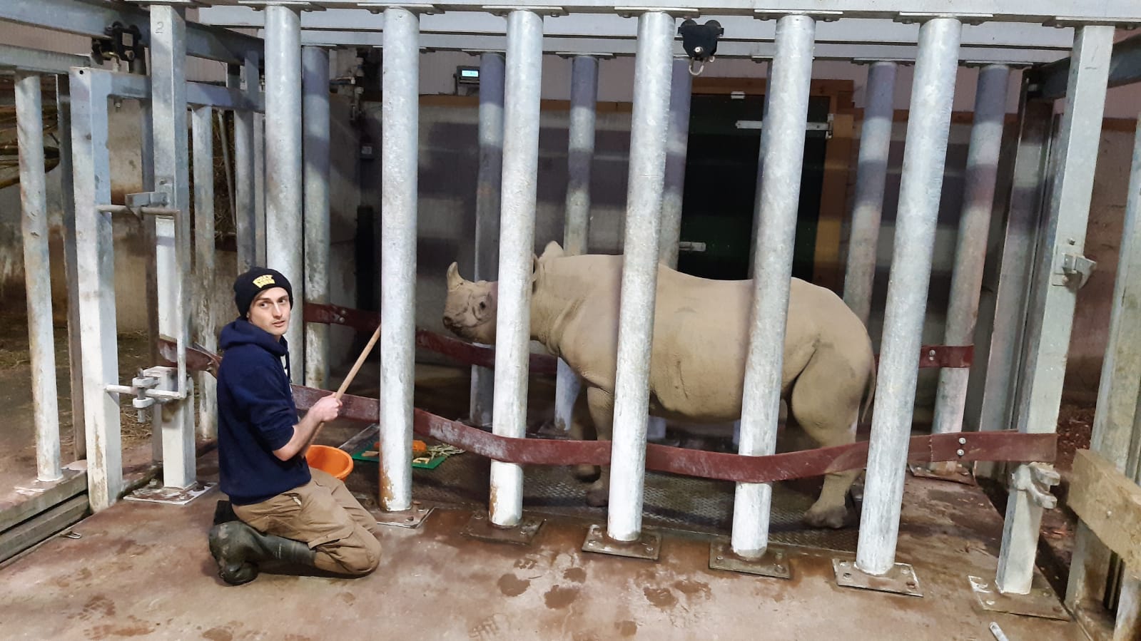 Welsh Rhino Celebrates 1st Birthday • Folly Farm