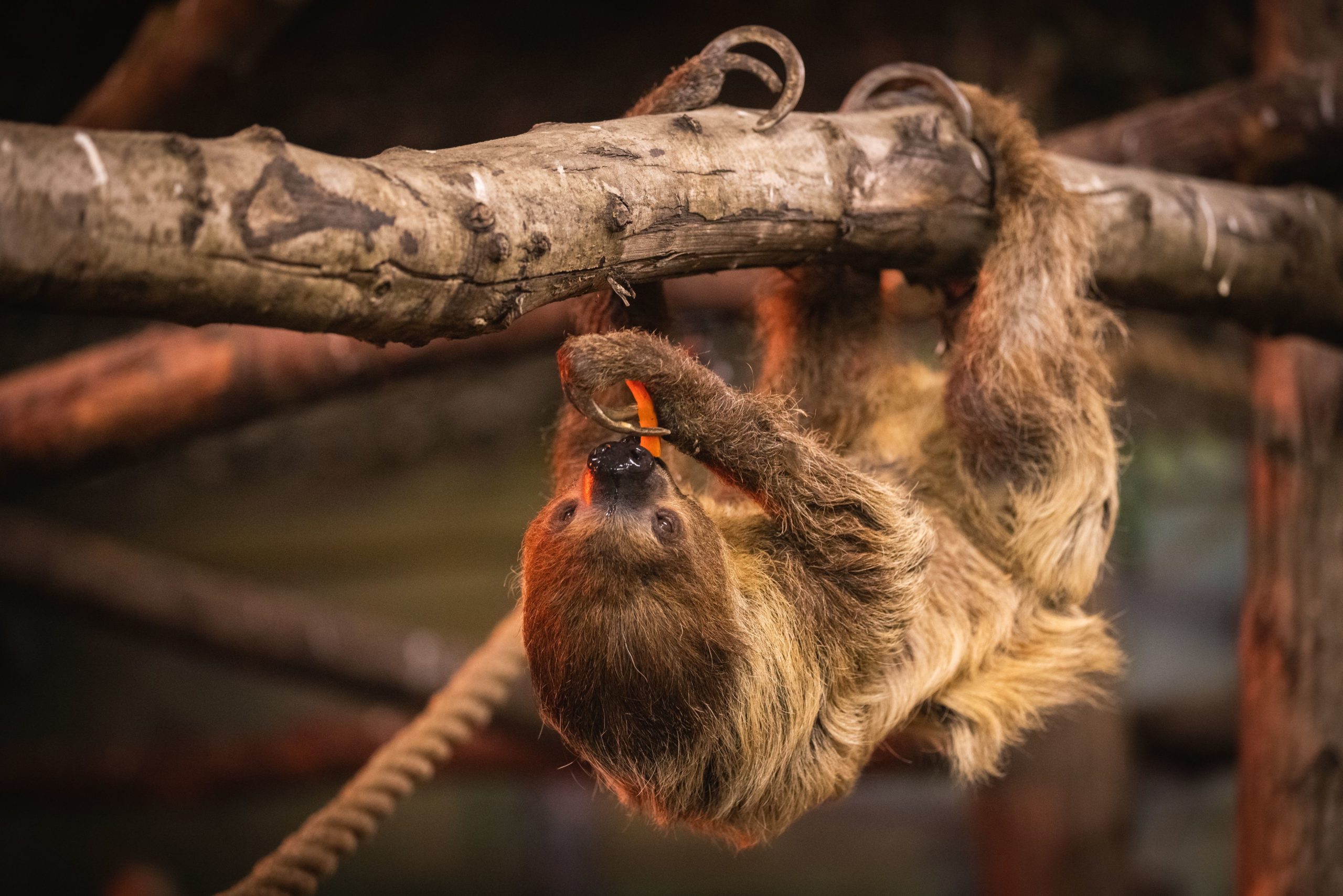 Sloth Experience UK • Meet a Sloth at Folly Farm Wales
