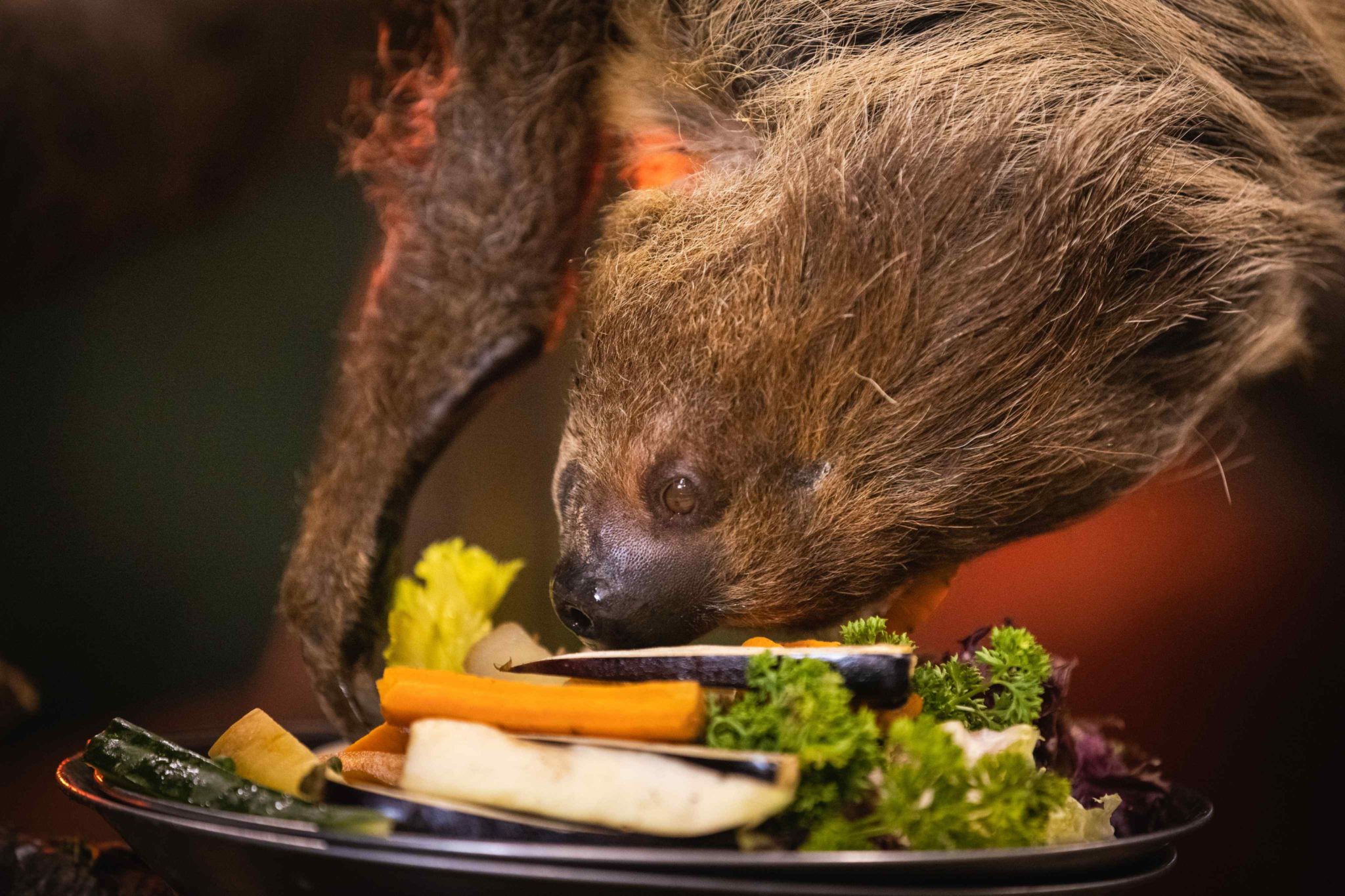 Elderly Sloths Get Retirement Home Upgrade • Folly Farm