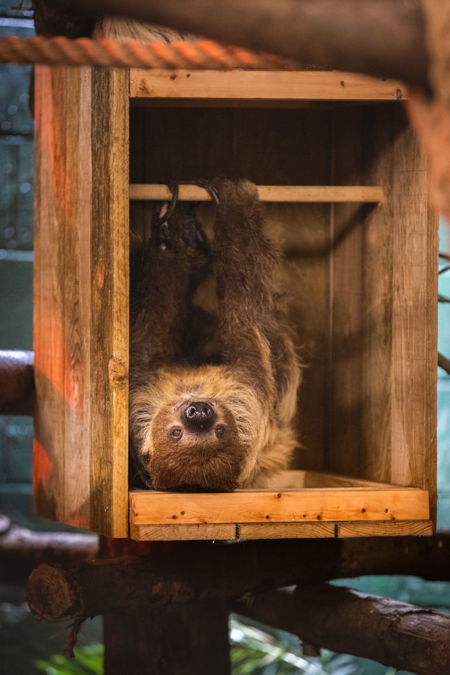 Adopt a Sloth in the UK • Sloth Adoption Gifts • Folly Farm