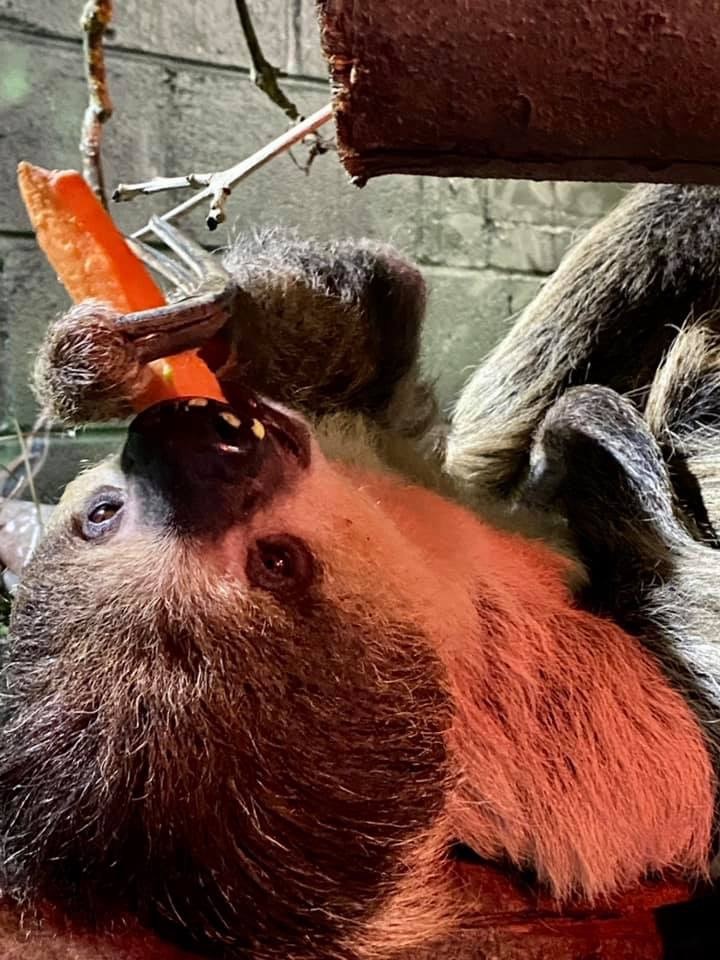 Sloth Experience UK • Meet a Sloth at Folly Farm Wales