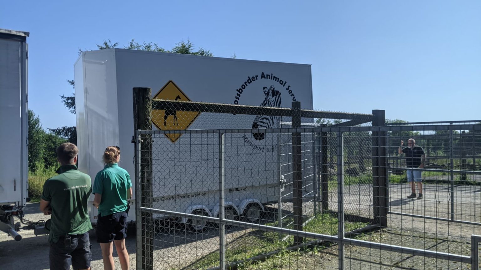 We've Welcomed Two Male Giraffes to Giraffe Heights • Folly Farm