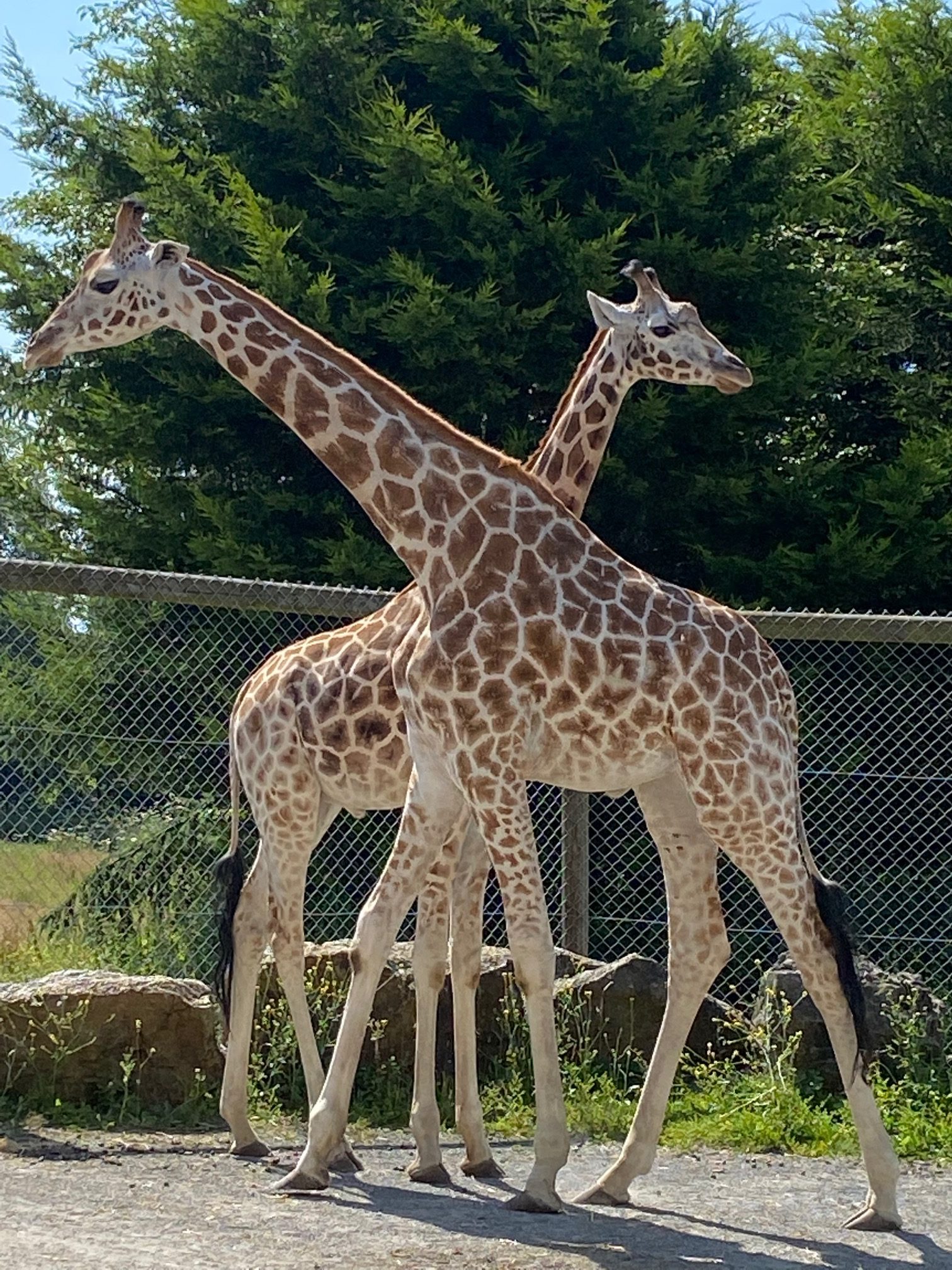 Giraffes Images HEADS UP: NEW Zoo's New Giraffe Has Arrived!