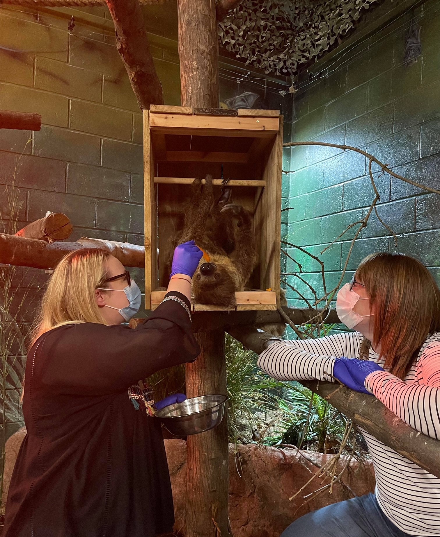 Sloth Experience UK • Meet a Sloth at Folly Farm Wales