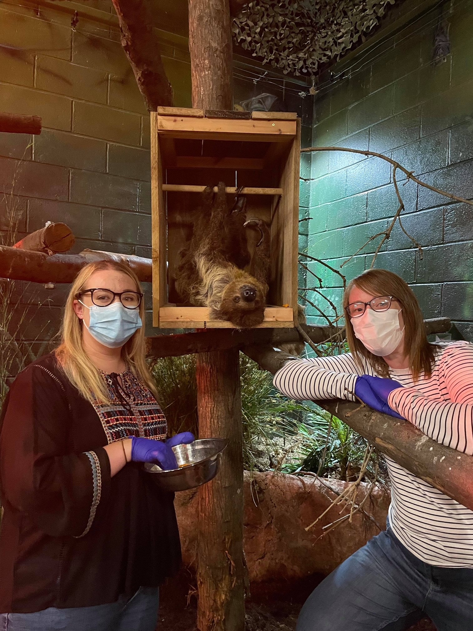 Sloth Experience UK • Meet a Sloth at Folly Farm Wales