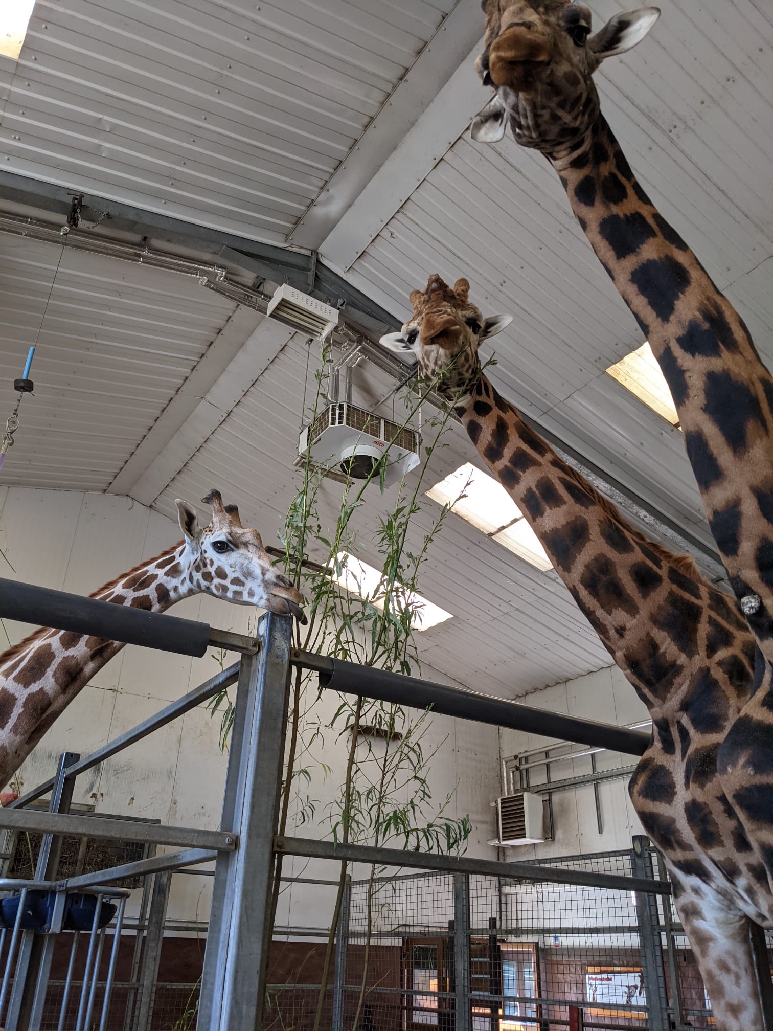 We've Welcomed Two Male Giraffes to Giraffe Heights • Folly Farm