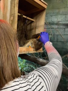 Sloth Experience UK • Meet a Sloth at Folly Farm Wales