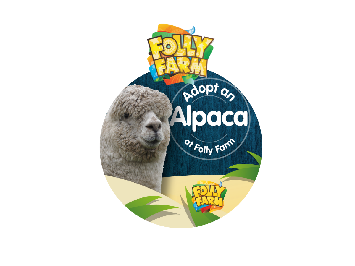 Adopt an Alpaca UK • Sponsor an Alpaca at Folly Farm