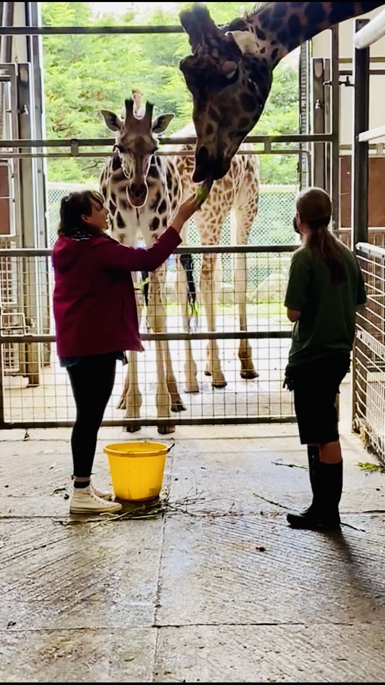Giraffe Experience UK • Feed Giraffes at Folly Farm