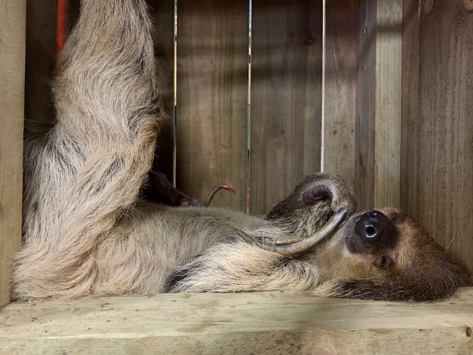 Adopt a Sloth in the UK • Sloth Adoption Gifts • Folly Farm