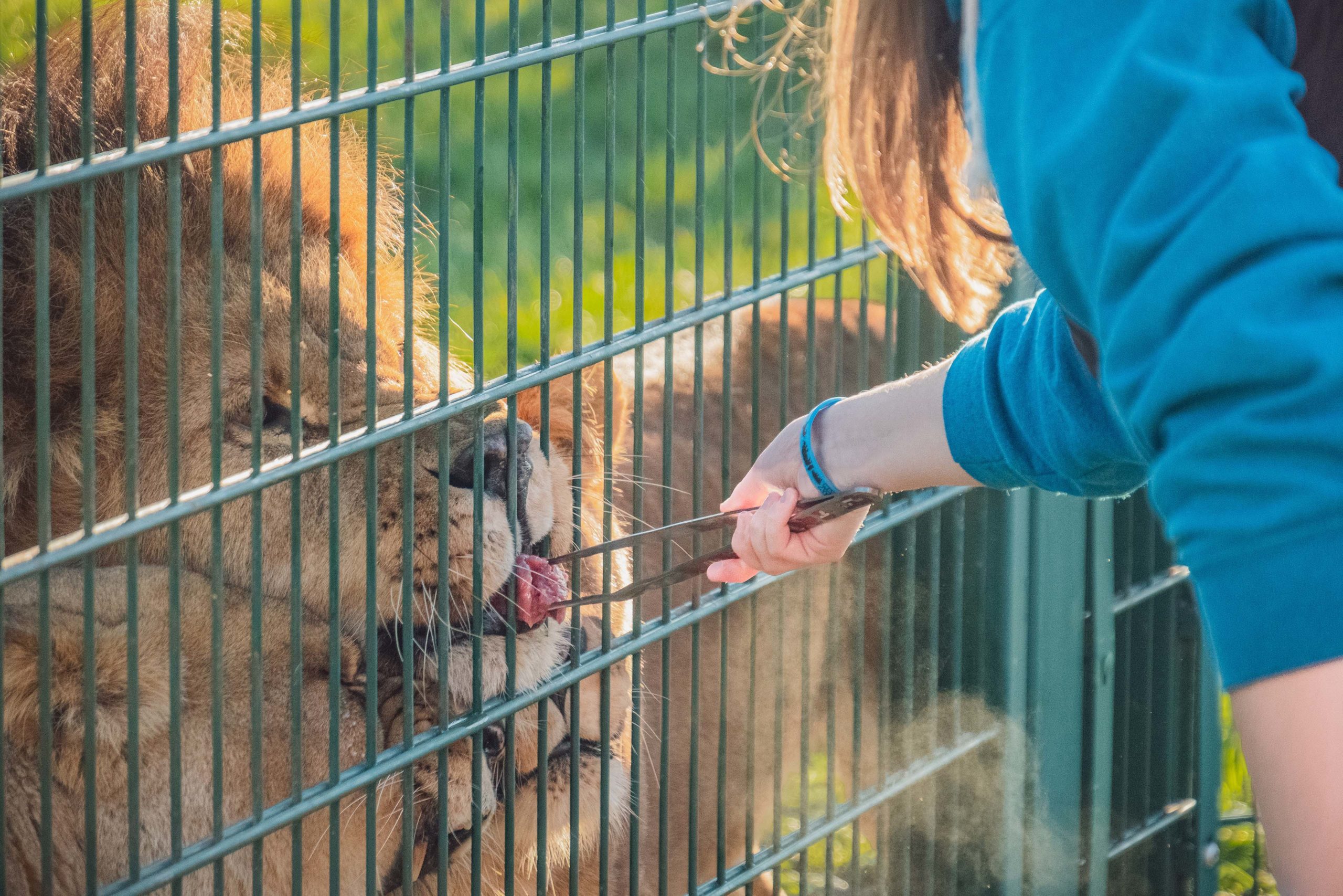 Lion Experience UK • Lion Feeding at Folly Farm