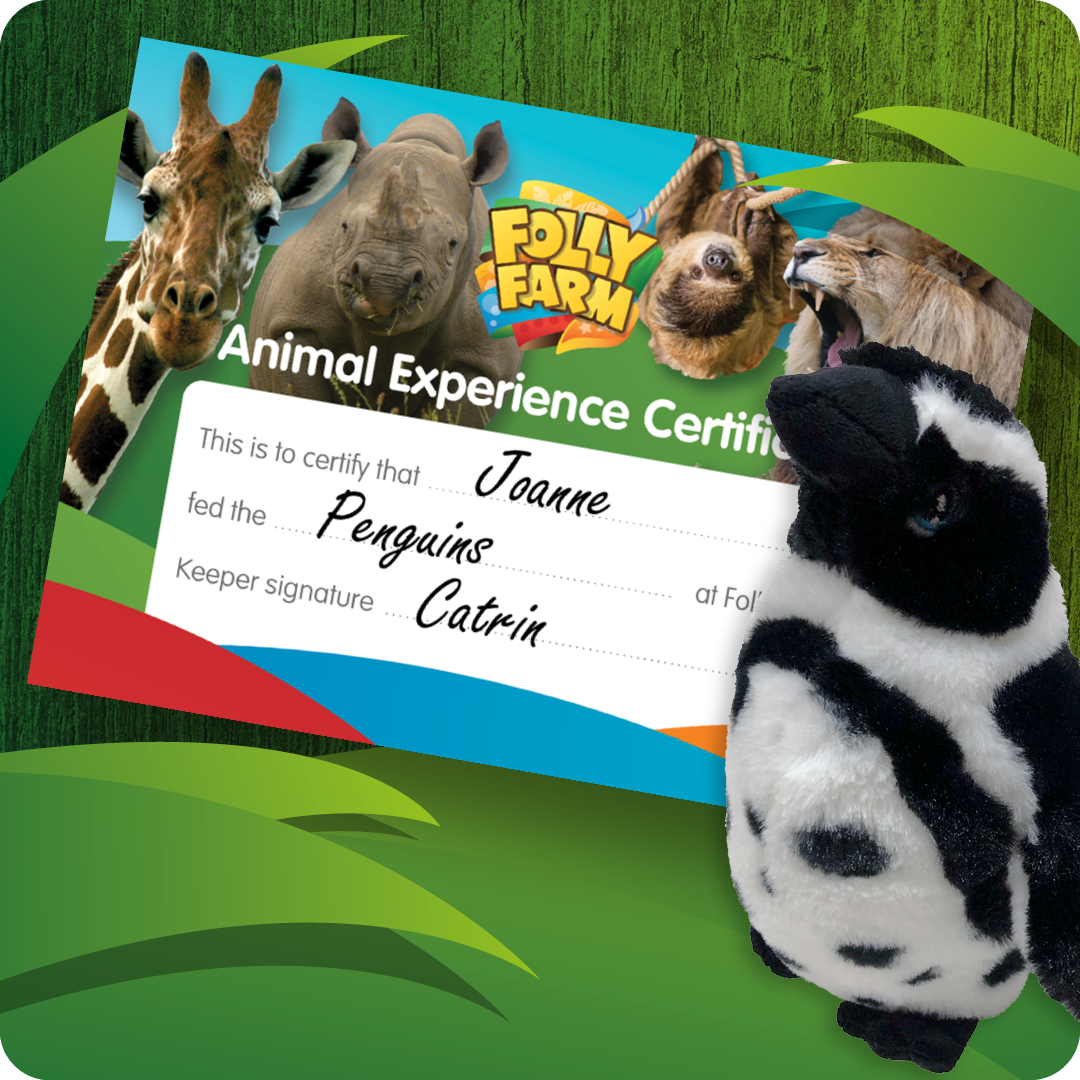 Penguin Experience UK • Feed the Penguins at Folly Farm