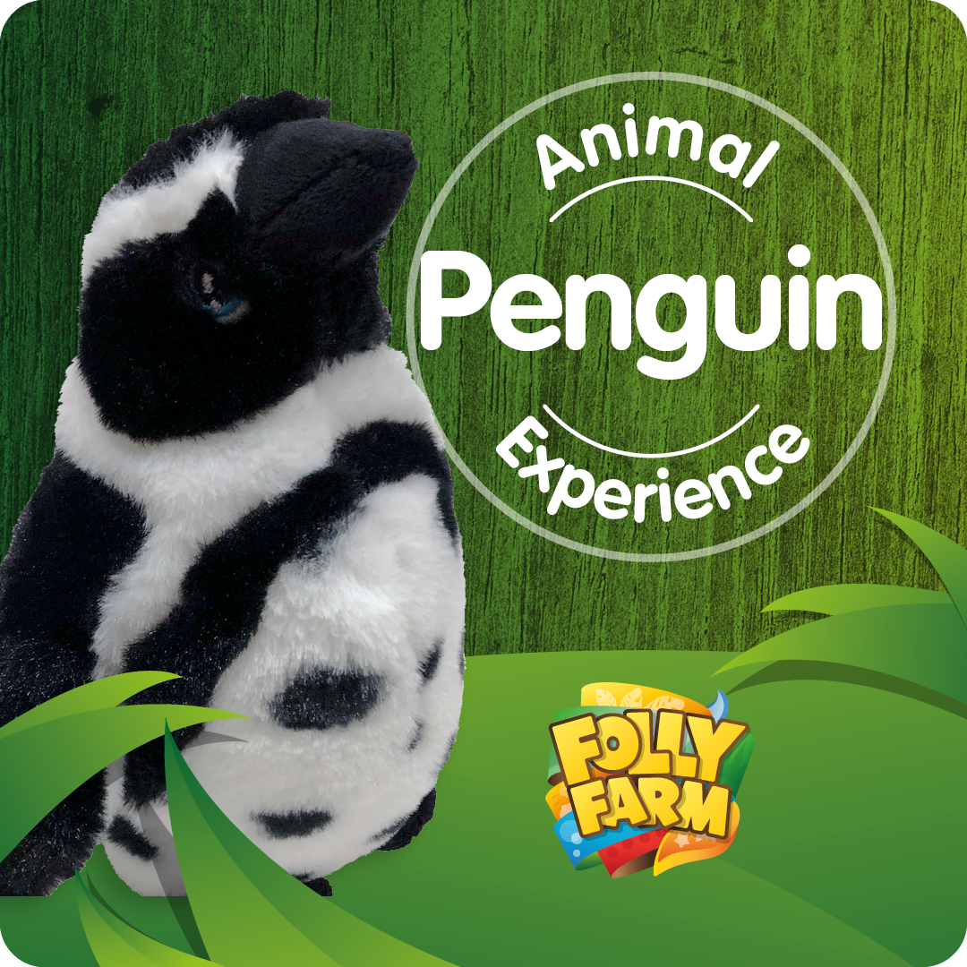 Penguin Experience UK • Feed the Penguins at Folly Farm