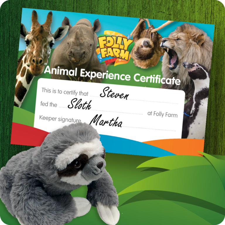 Sloth Experience UK • Meet a Sloth at Folly Farm Wales