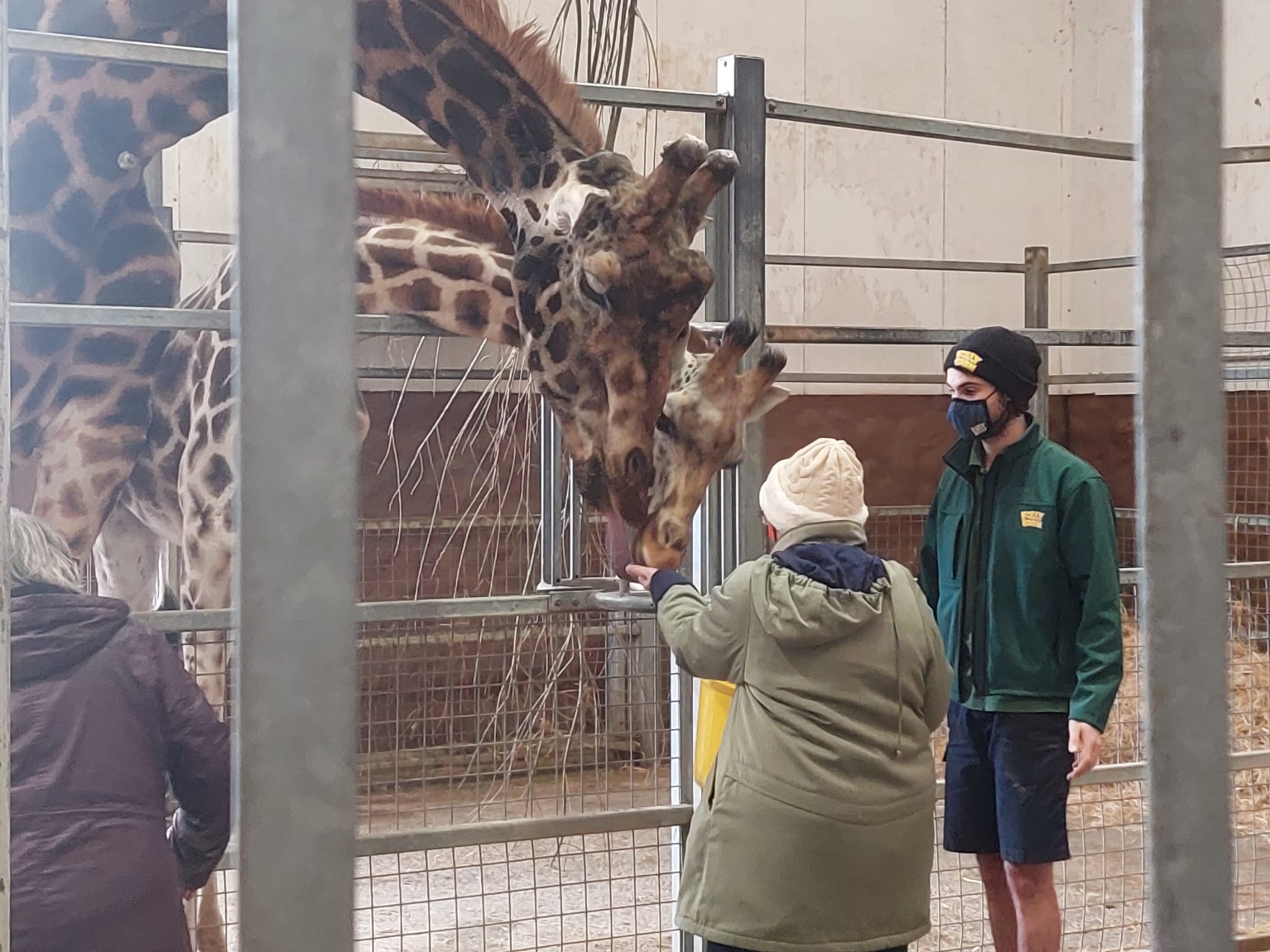Giraffe Experience UK • Feed Giraffes at Folly Farm