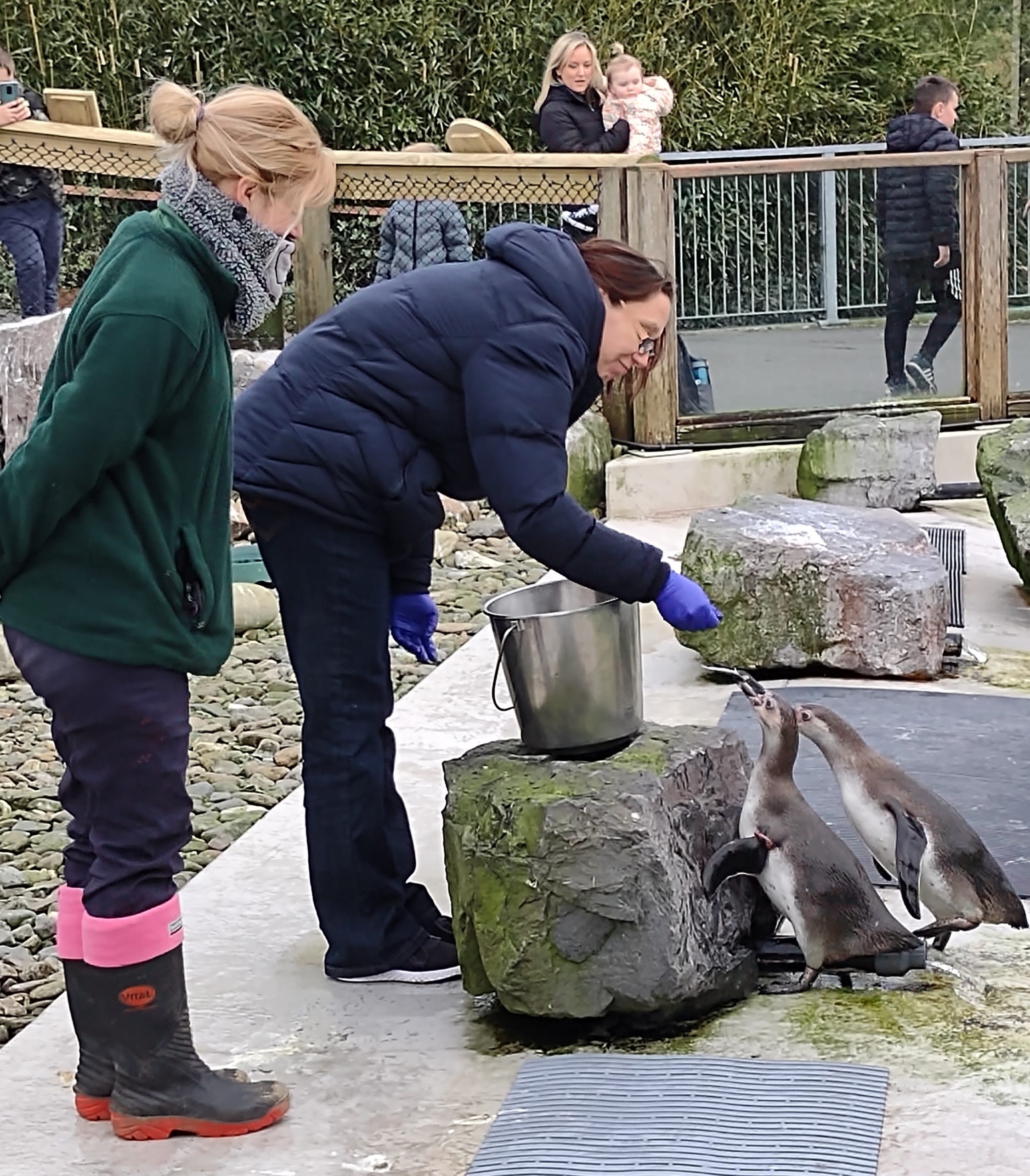 Penguin Experience UK • Feed the Penguins at Folly Farm