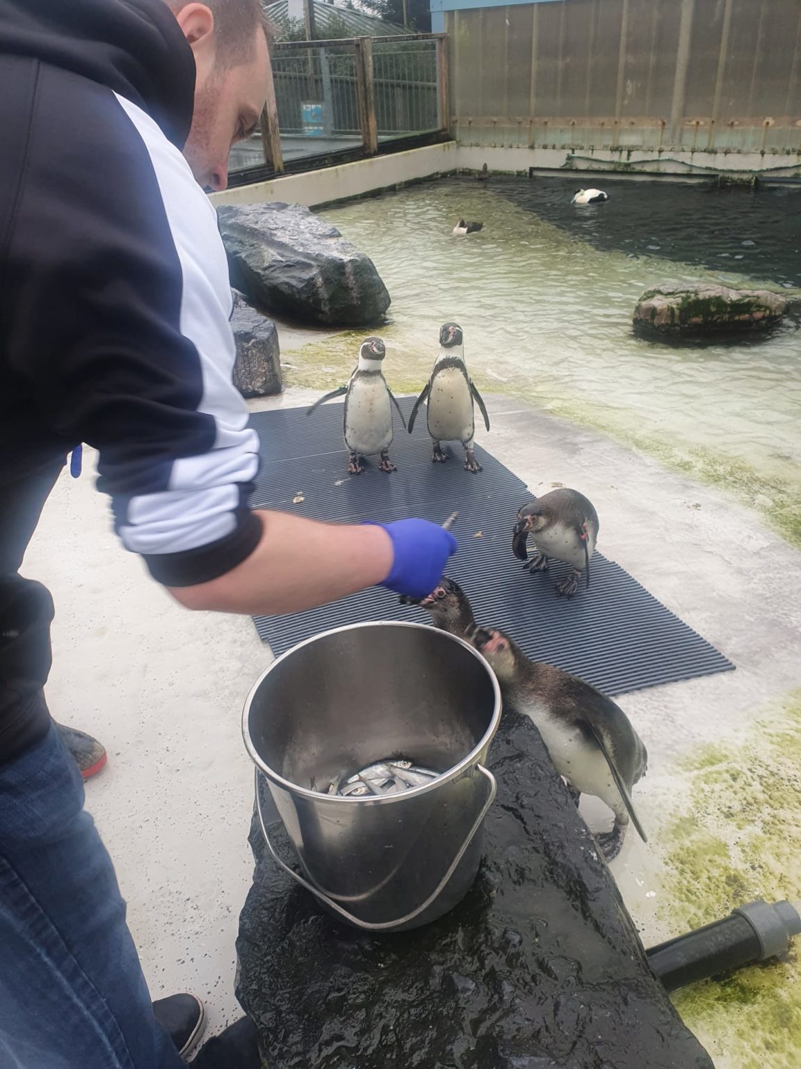 Penguin Experience UK • Feed the Penguins at Folly Farm