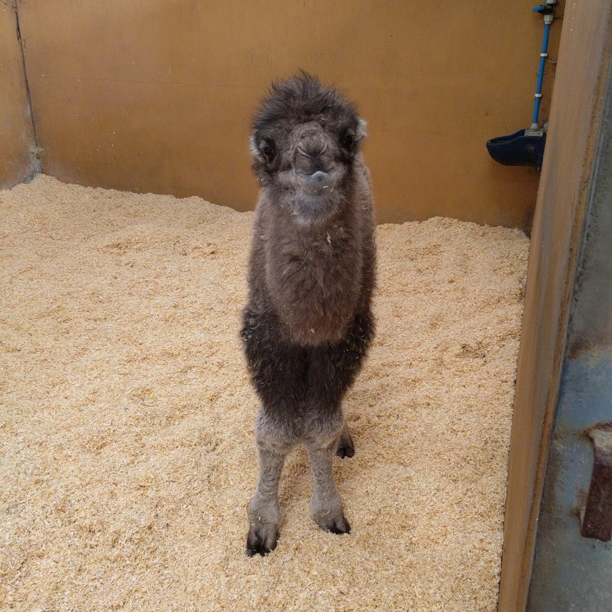 Baby Camel Reunited With Mum • Folly Farm
