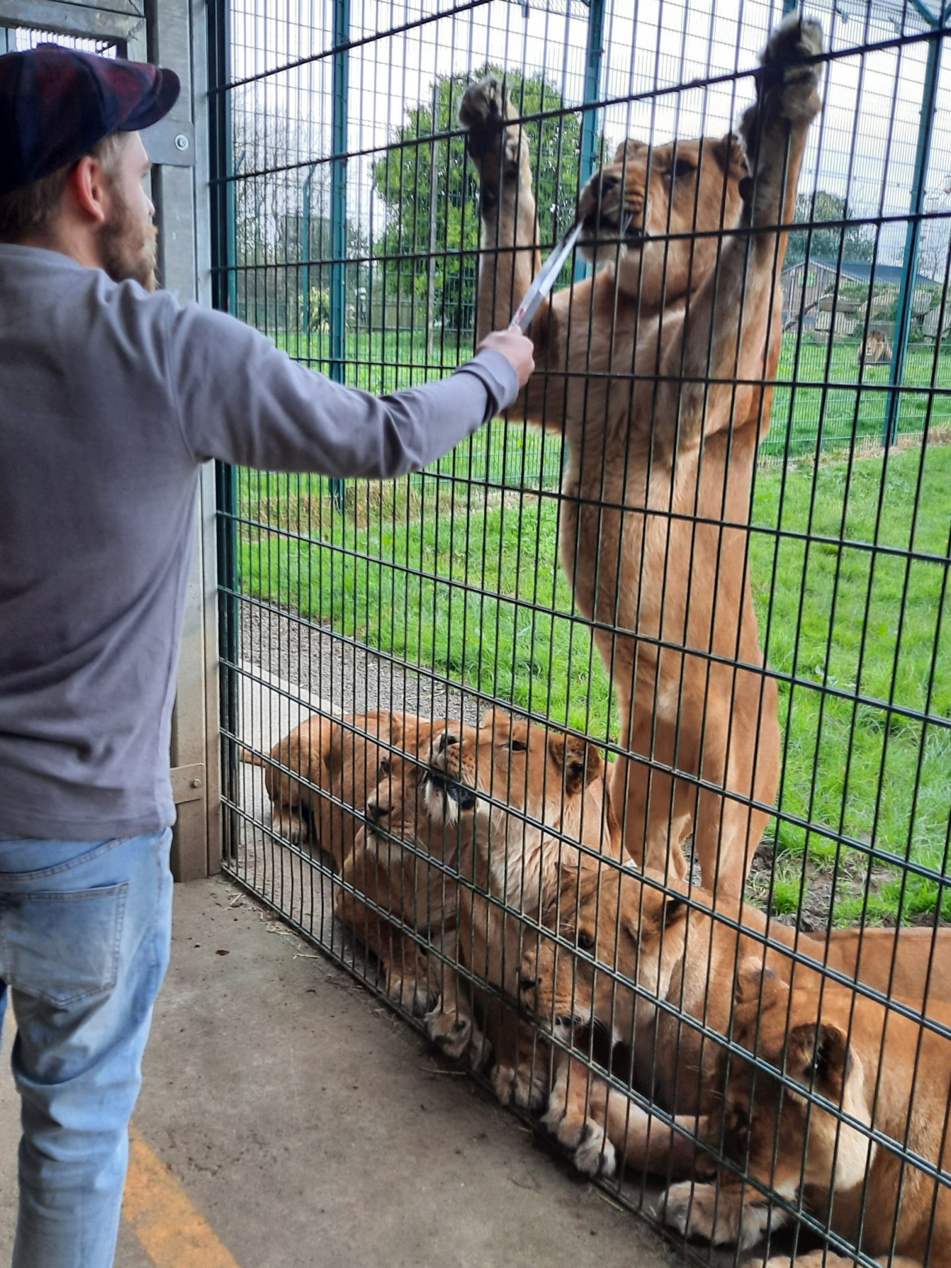 Lion Experience UK • Lion Feeding at Folly Farm