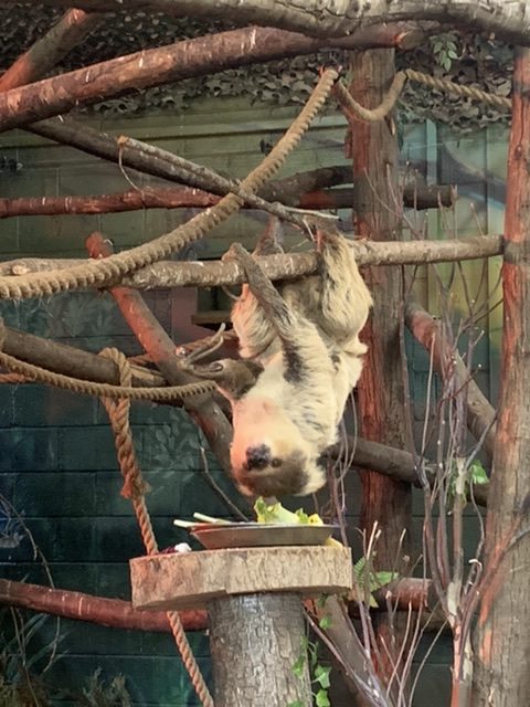 Sloth Experience UK • Meet a Sloth at Folly Farm Wales