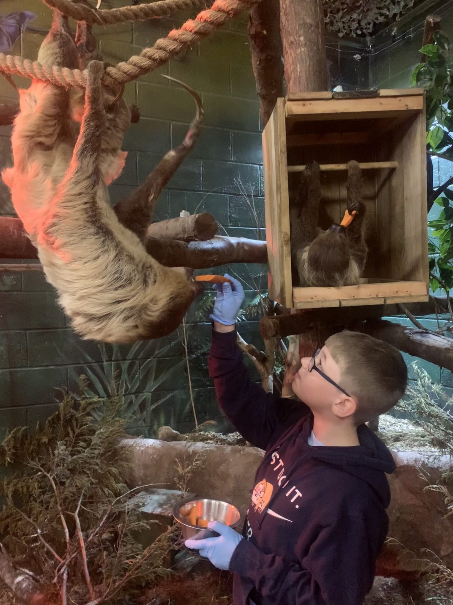 Sloth Experience UK • Meet a Sloth at Folly Farm Wales