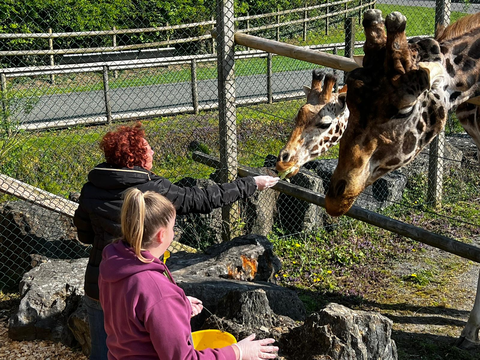 Giraffe Experience UK • Feed Giraffes at Folly Farm