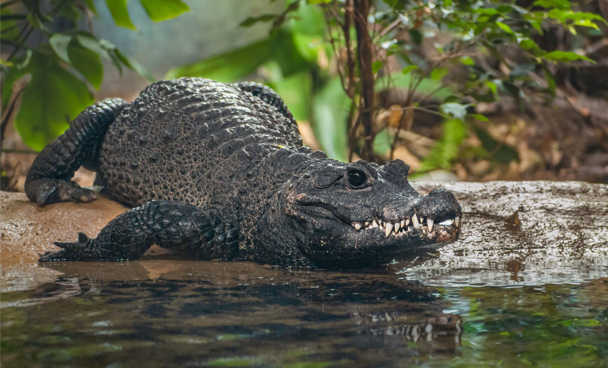 Dwarf West African crocodile • Fun Facts and Information For Kids