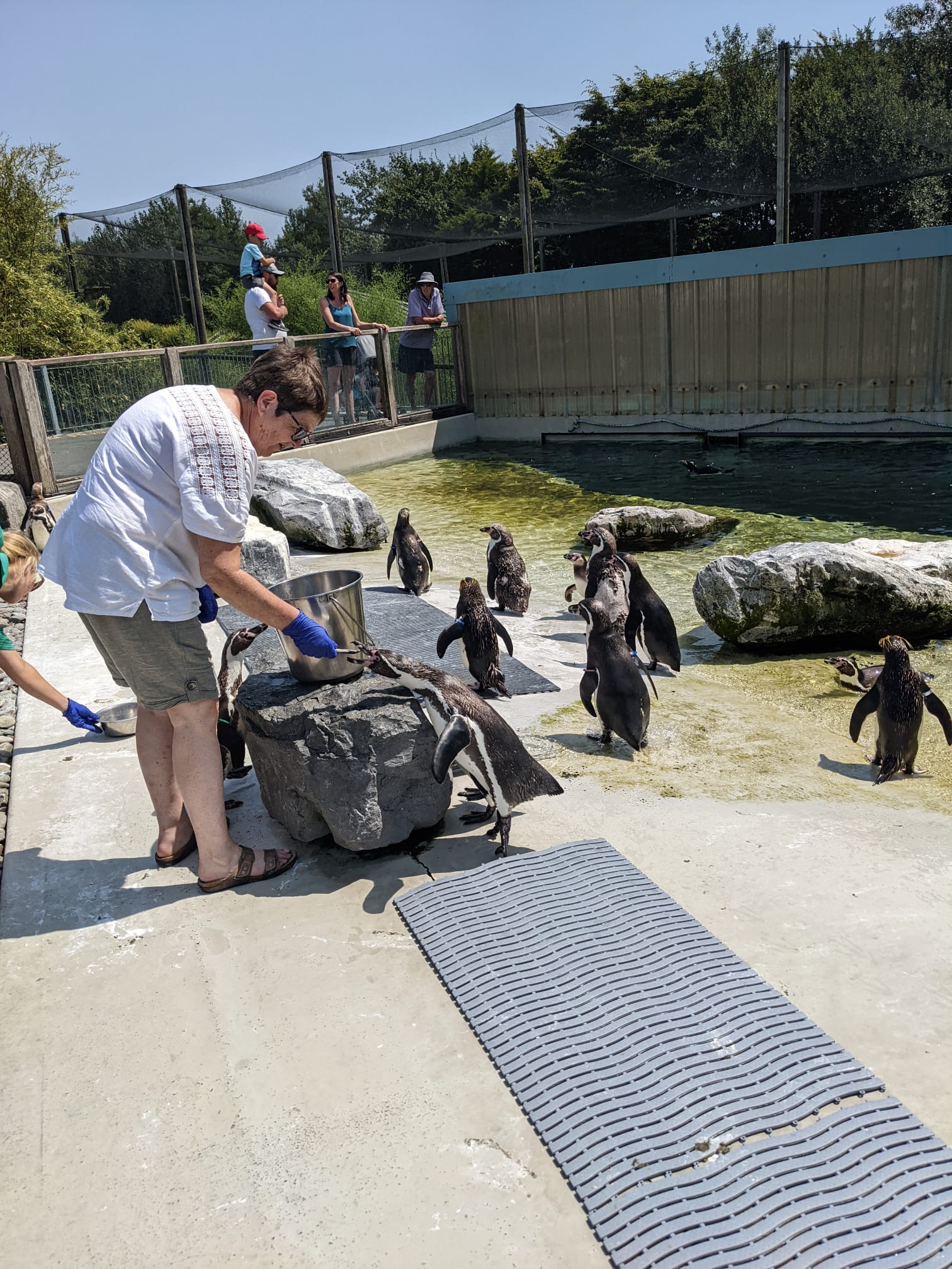 Penguin Experience UK • Feed the Penguins at Folly Farm